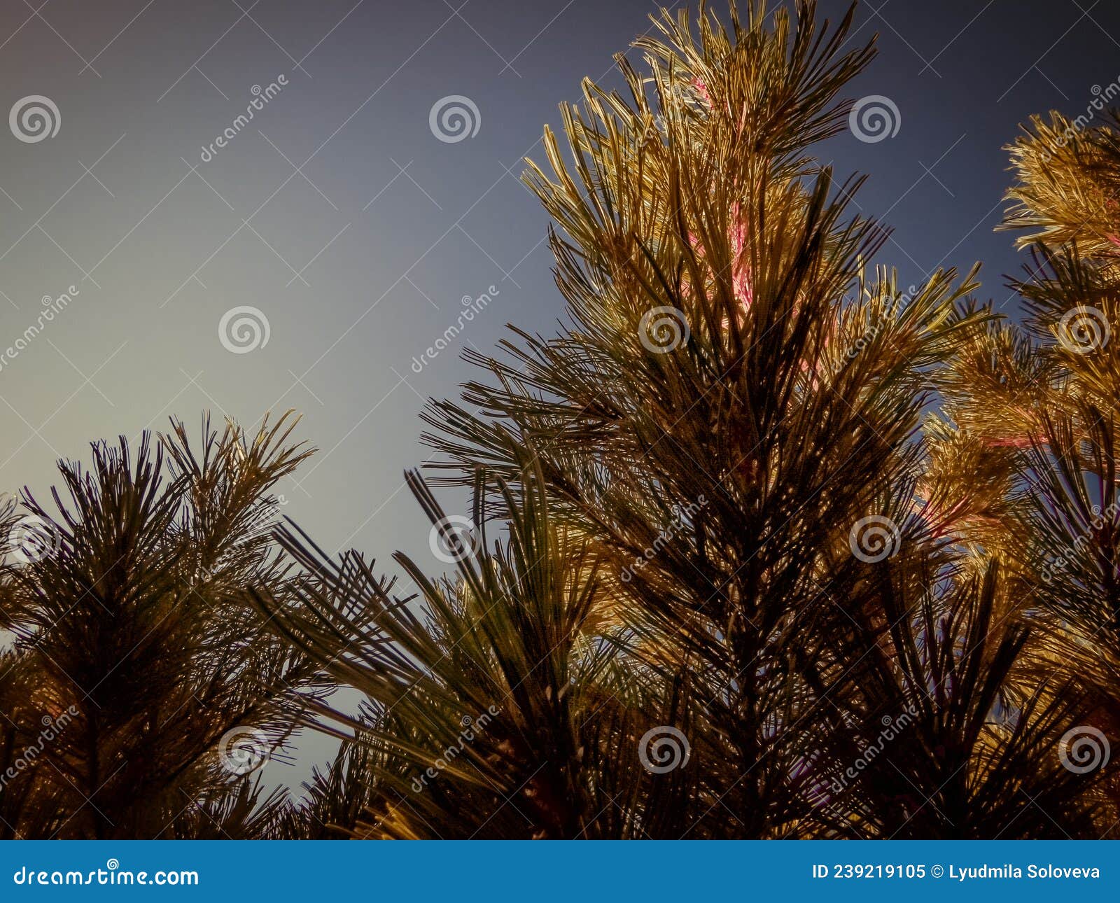 Shaggy Spruce Forest at Sunset Stock Image - Image of forest, landscape ...
