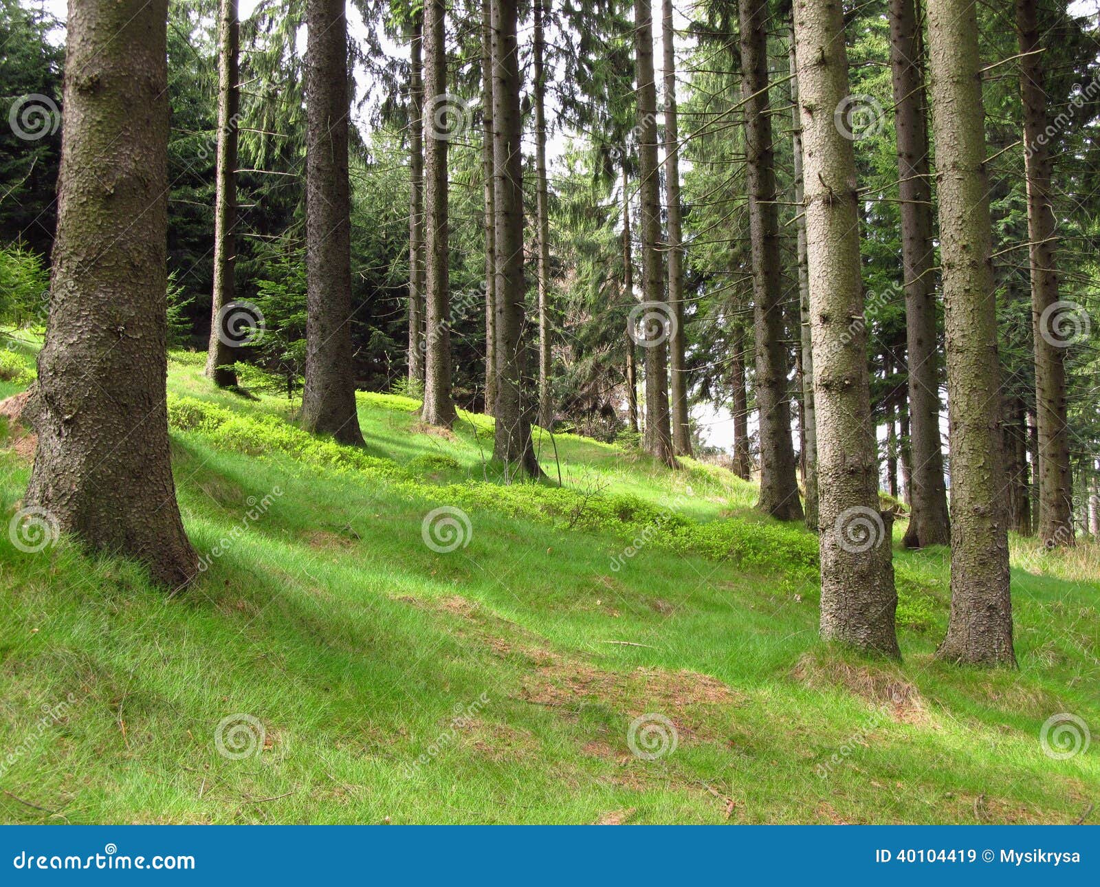 Spruce forest stock image. Image of environment, spruce - 40104419