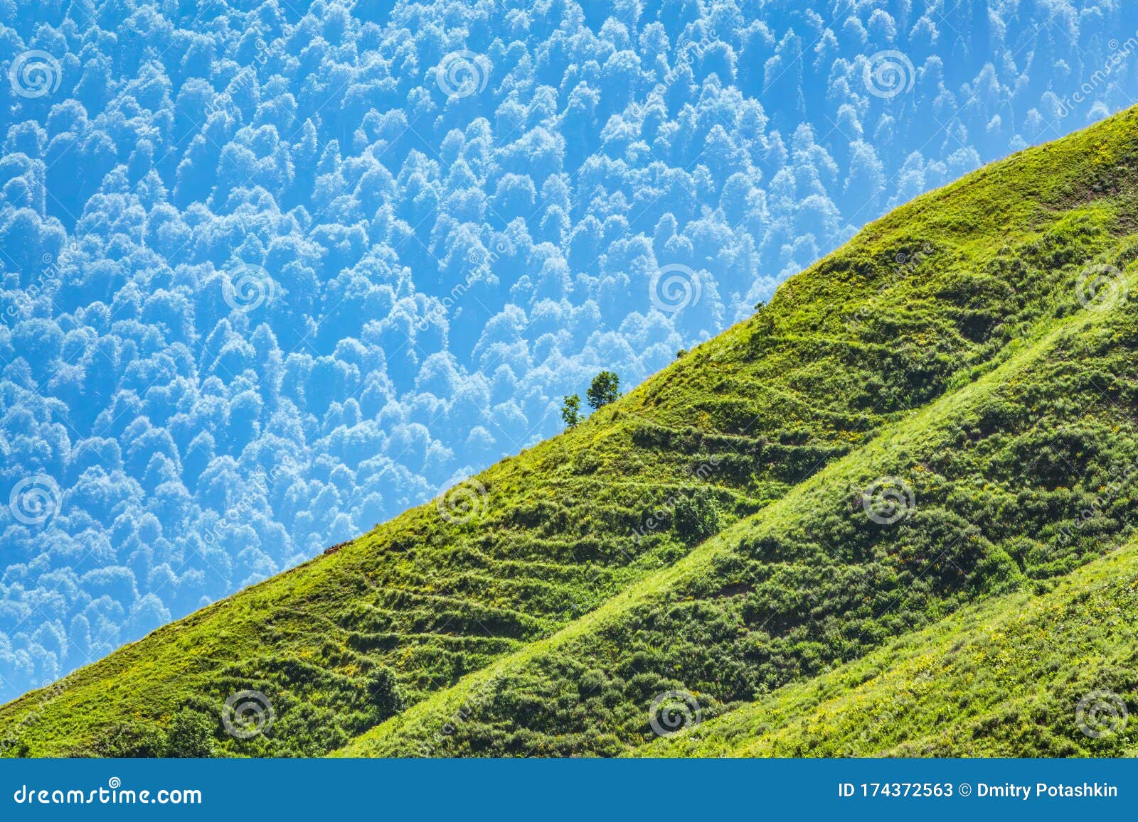 Spruce Forest and Green Grass on the Side of a Mountain Stock Image ...