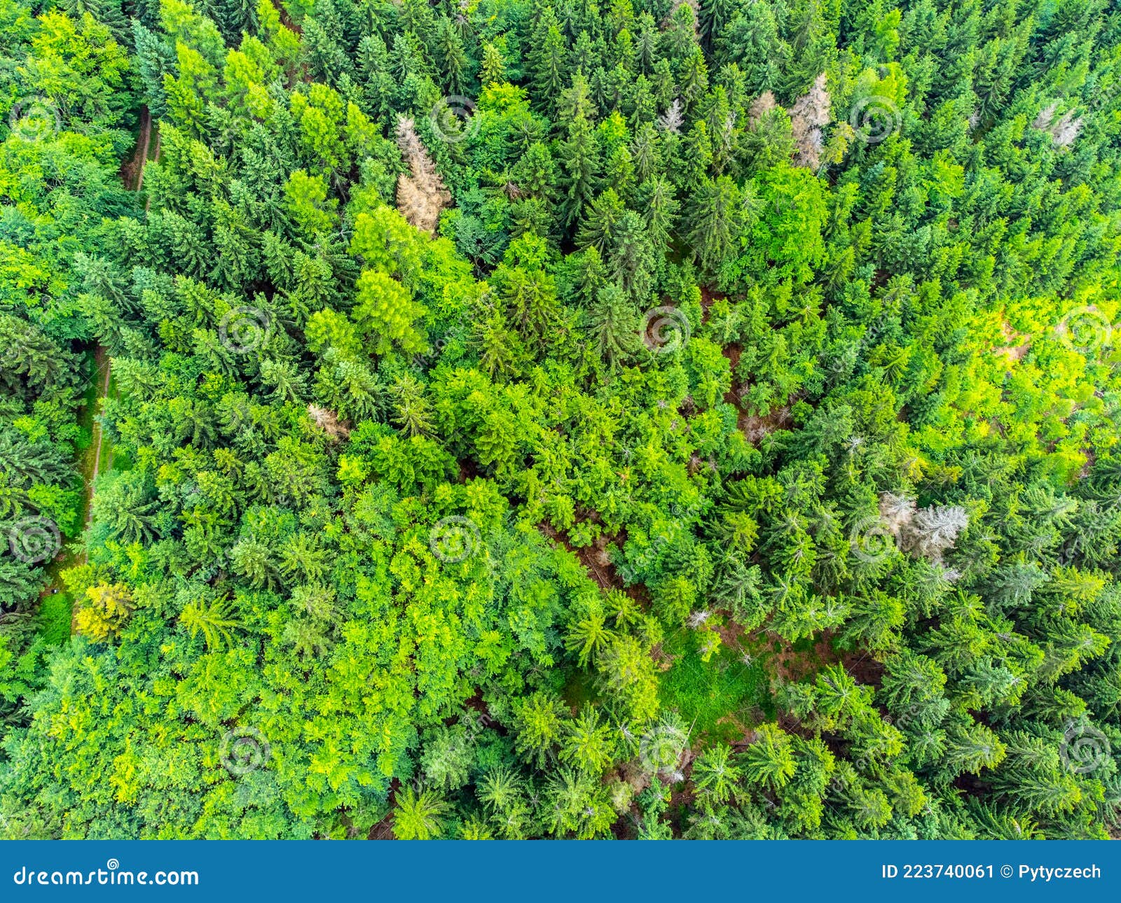 Spruce Forest Greenery from Above Stock Image - Image of wilderness ...