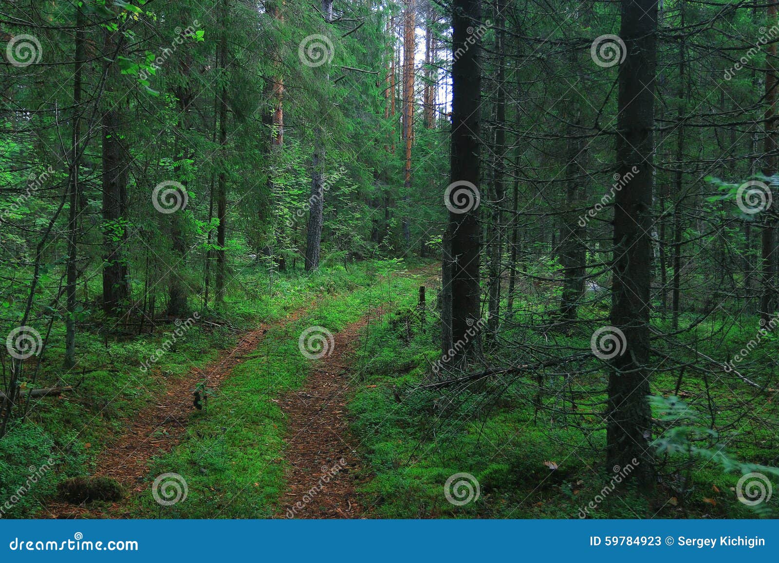 Spruce forest landscape stock image. Image of plant, forest - 59784923