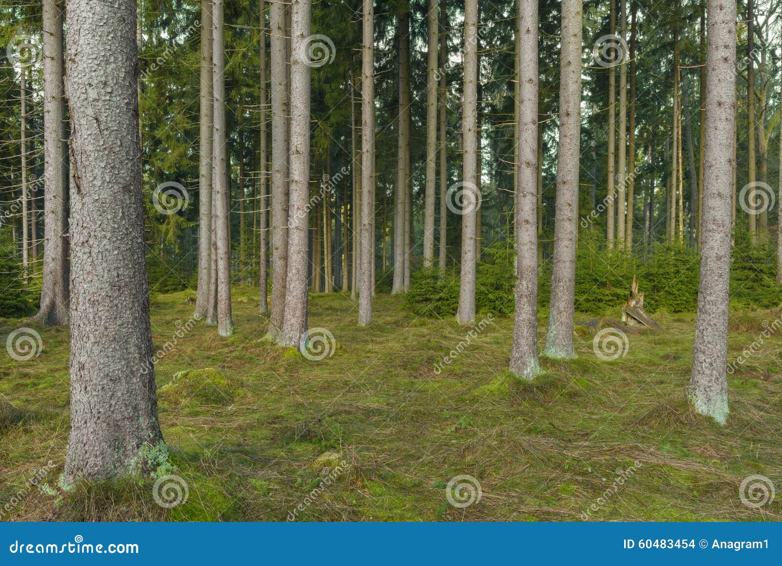 Spruce forest stock photo. Image of summer, woods, outside - 60483454