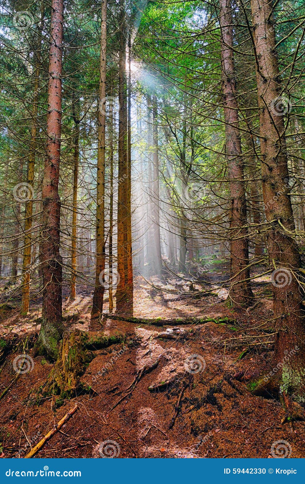 The spruce forest stock photo. Image of outdoor, fall - 59442330