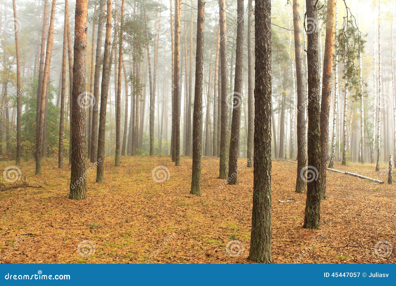 Spruce Forest, Pinery, Pine Forest, Pinet Tree Stock Image - Image of ...