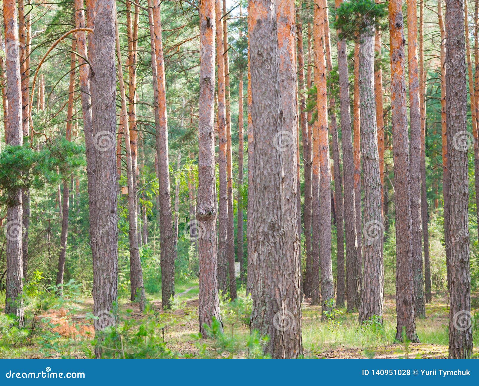 Spruce Forest, Pinery, Pine Forest, Pine Tree, Fairy Forest. Forest ...