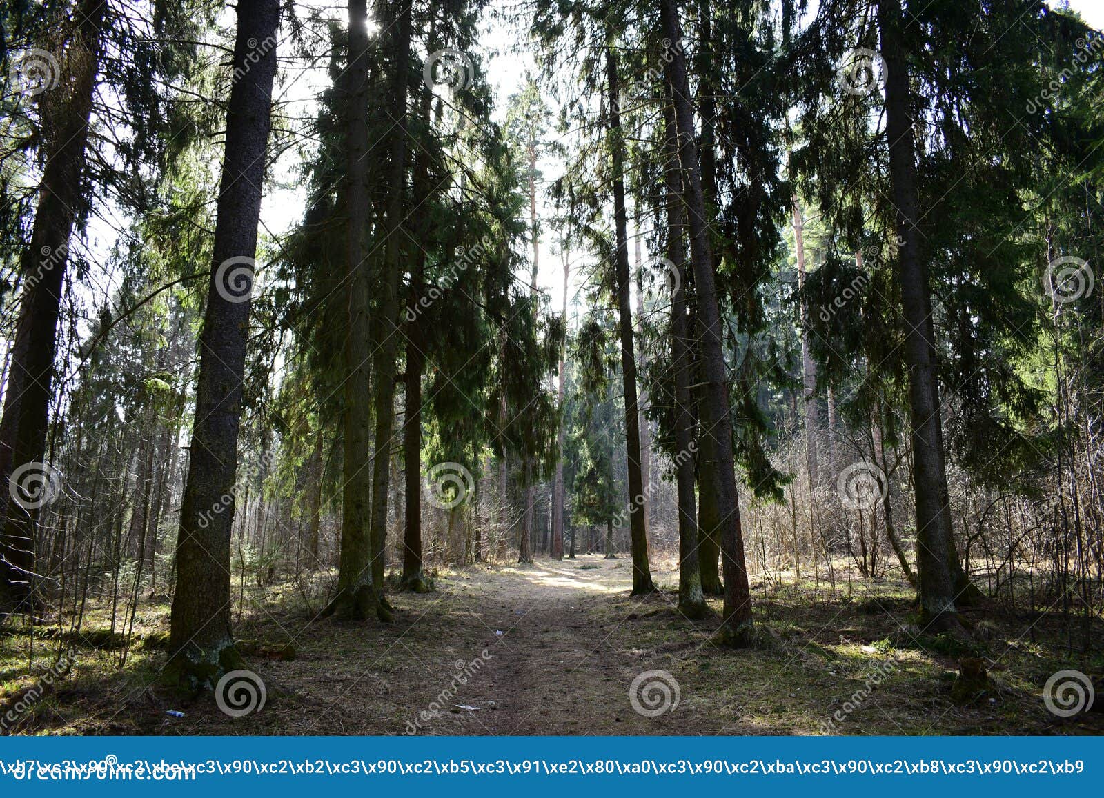 Spruce Forest, Road Under the Branches of Trees. the High Crowns of ...
