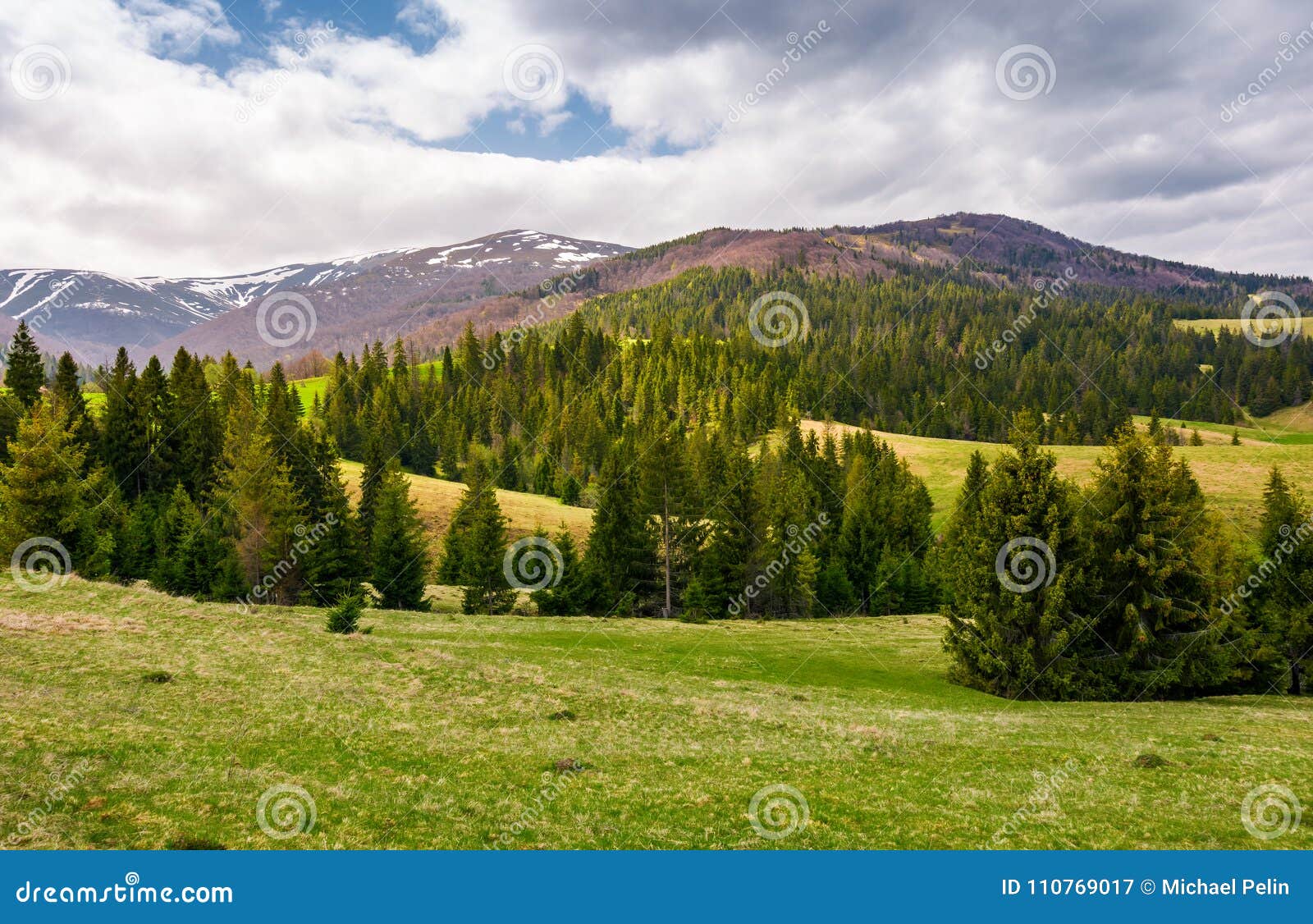 Spruce Forest on Rolling Hills in Springtime Stock Image - Image of ...