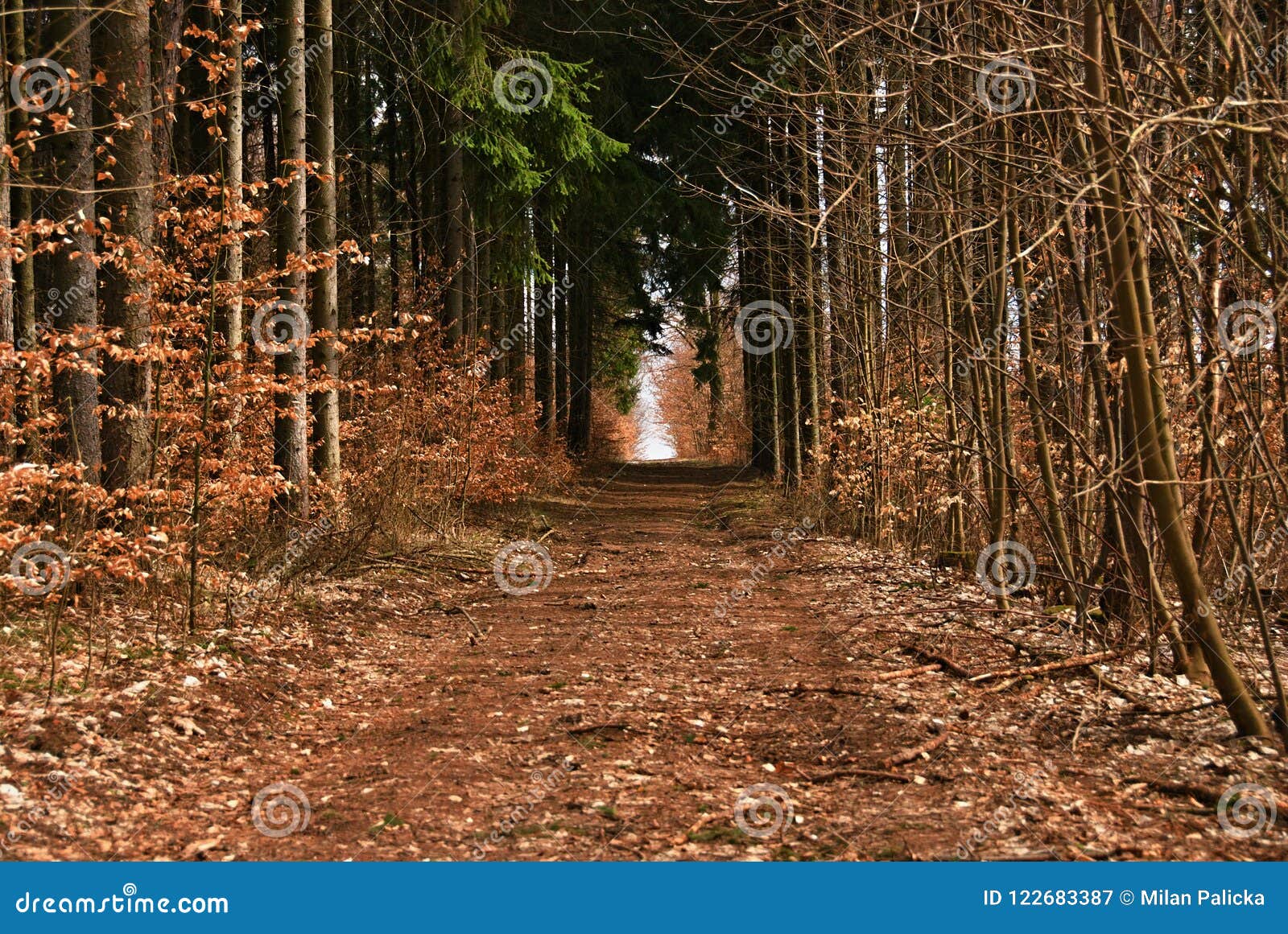 A Path through the Coniferous Spruce Forest Stock Image - Image of ...