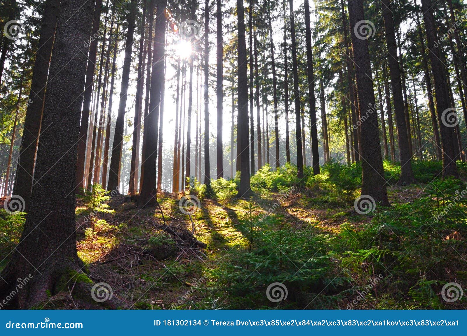 Spruce forest. stock photo. Image of flora, spring, green - 181302134