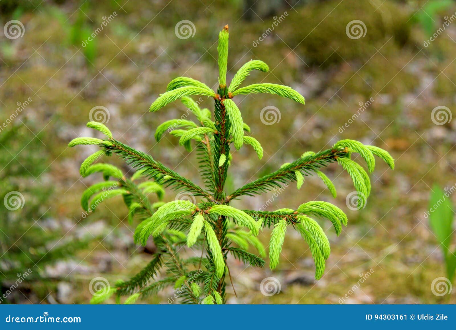 Spruce forest stock image. Image of needles, spring, branch - 94303161