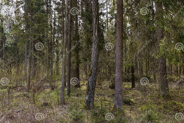 Spruce Forest with Tall Trees with Sharp Needles Stock Photo - Image of ...