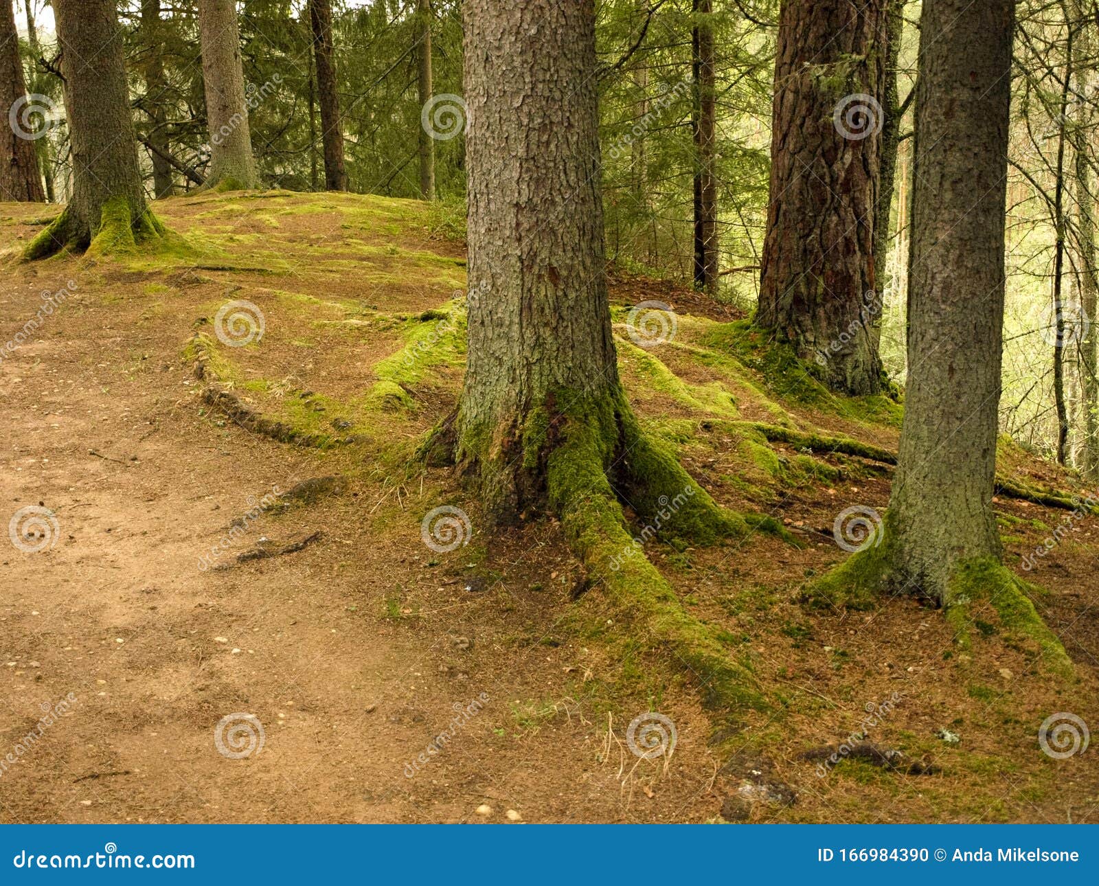 Spruce Forest, Thick Tree Roots on the Path Stock Photo - Image of ...