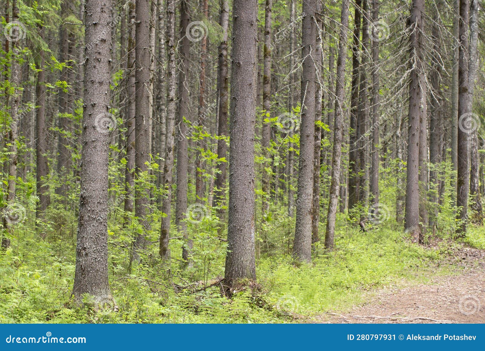 Spruce Forest.Untouched Spruce Forest in Summer Stock Image - Image of ...