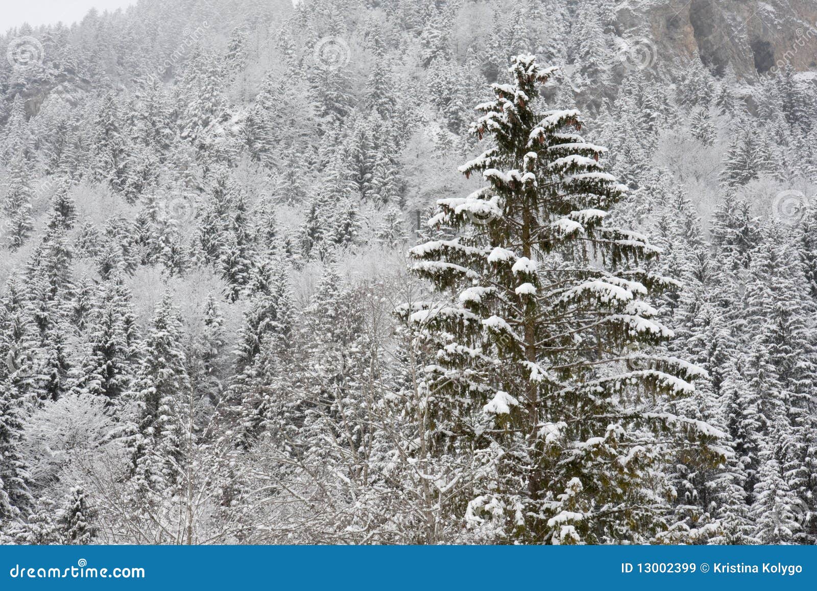 Spruce forest in winter stock image. Image of cold, mountains - 13002399