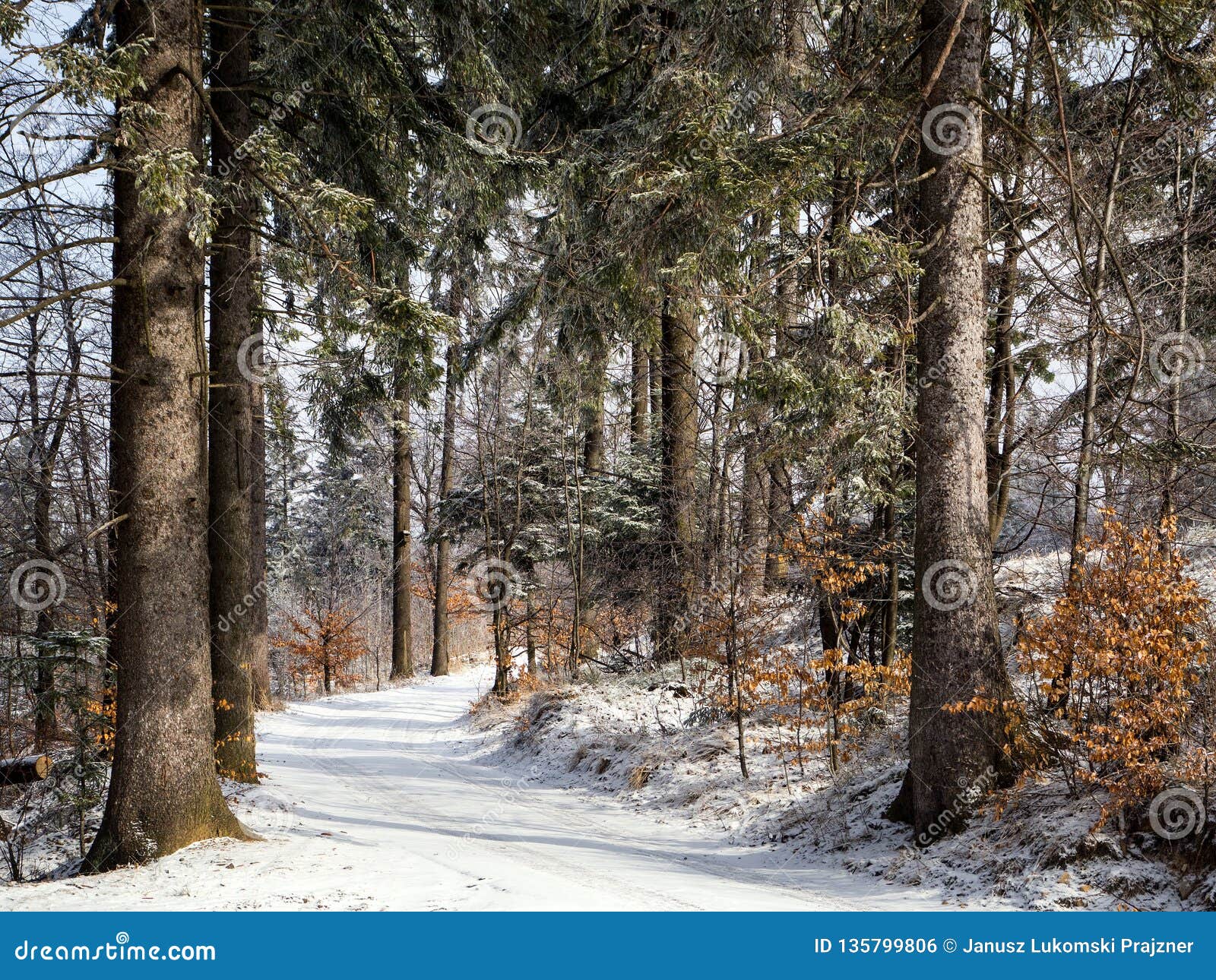 Forest winter path in time stock photo. Image of outdoor - 135799806