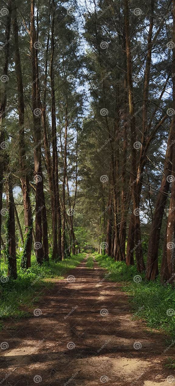 Spruce forests stock image. Image of forest, nature - 267728869