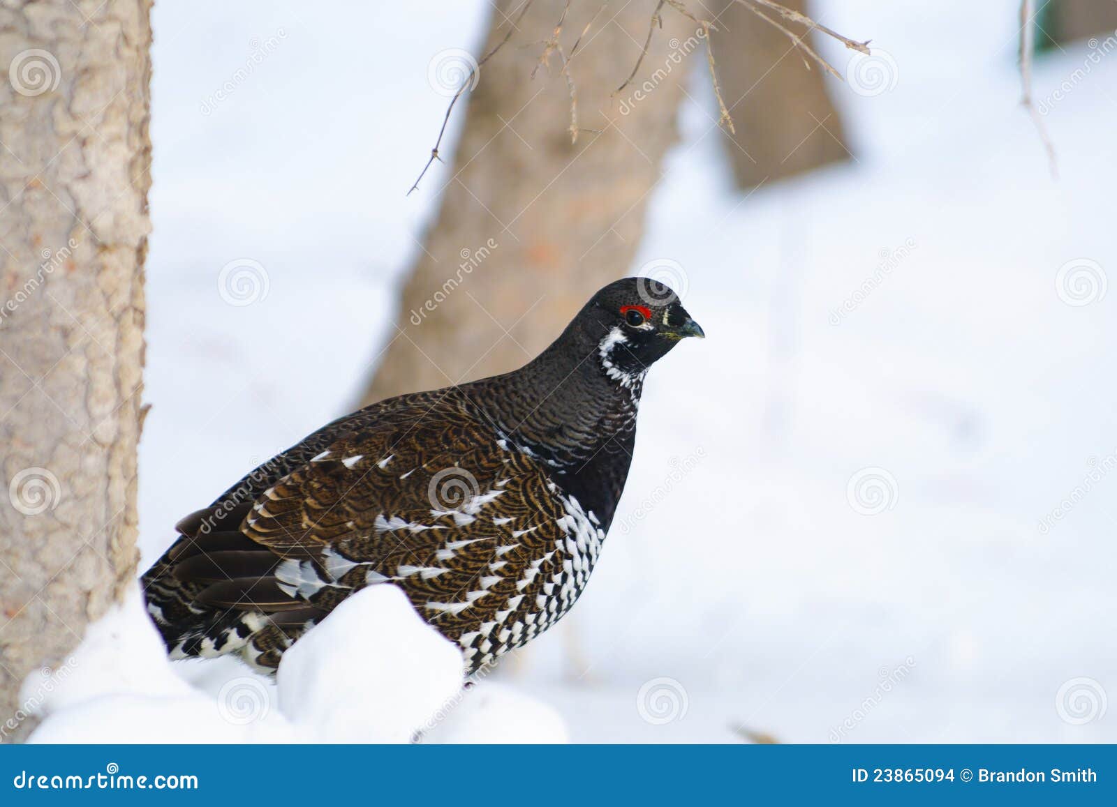 Spruce Grouse stock photo. Image of snow, wildlife, grouse - 23865094
