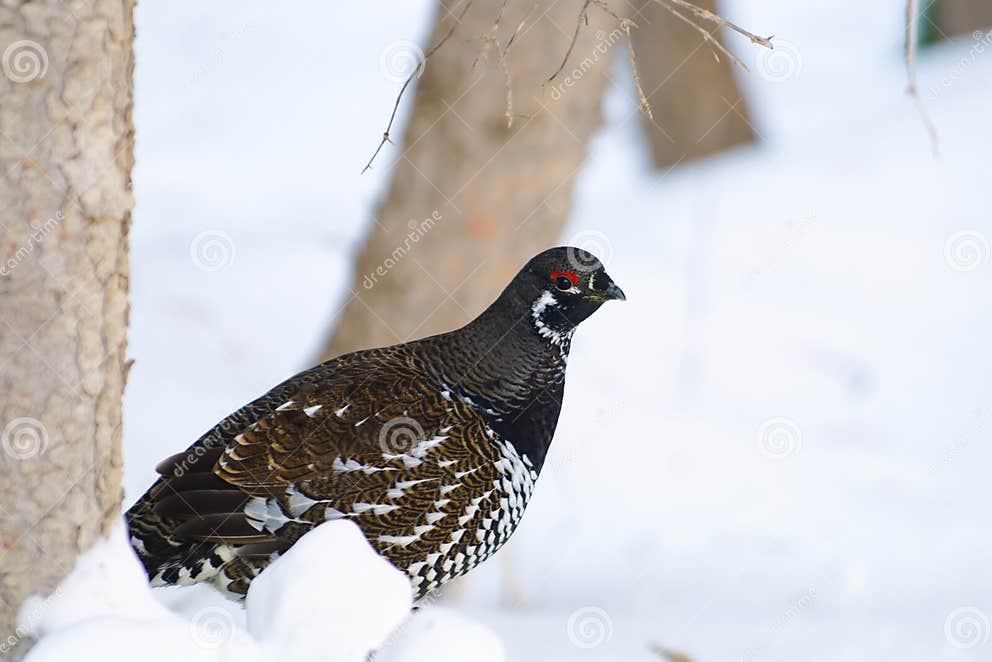 Spruce Grouse stock photo. Image of snow, wildlife, grouse - 23865094