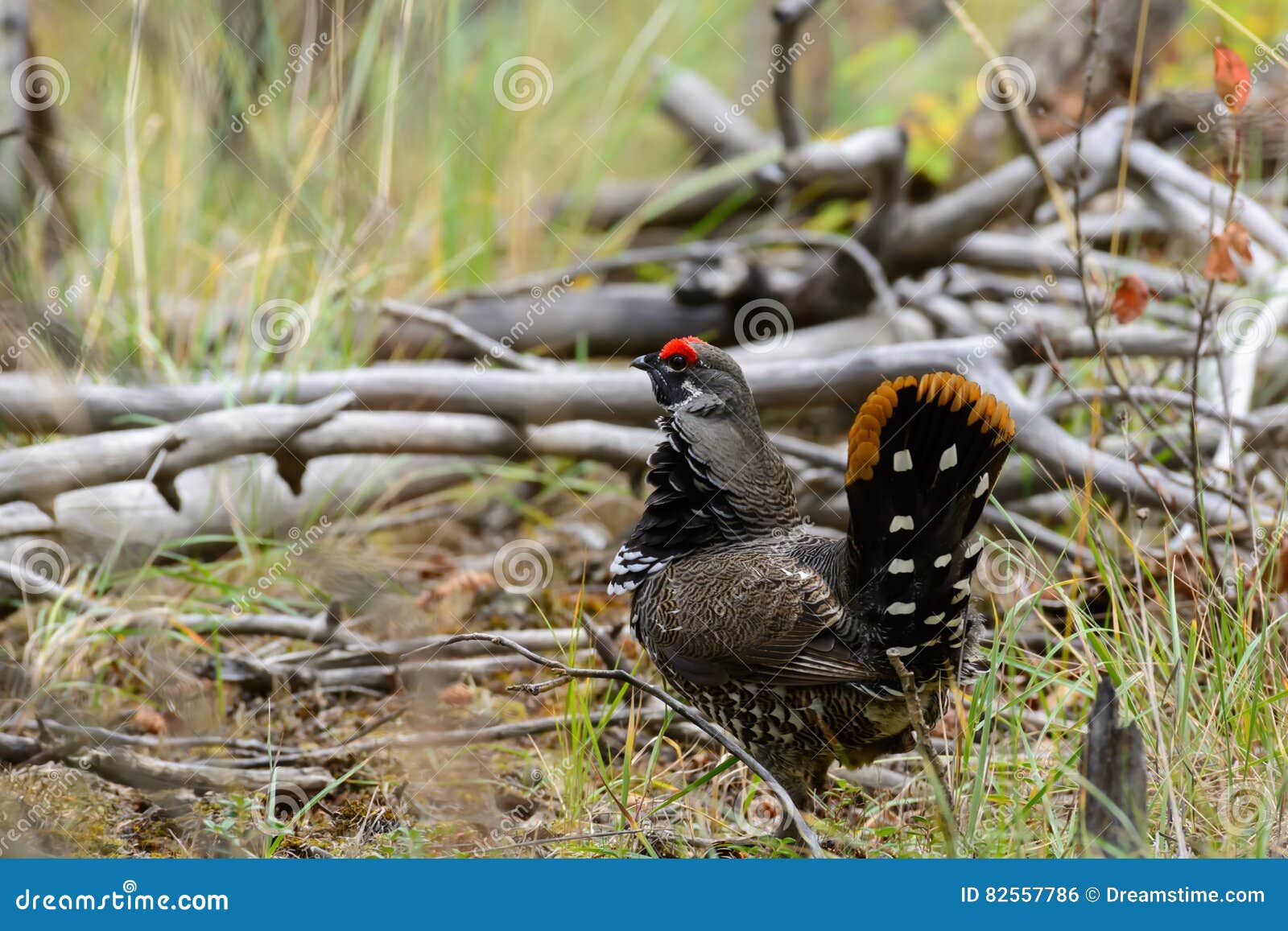 Spruce Grouse Male stock photo. Image of spruce, territory - 82557786
