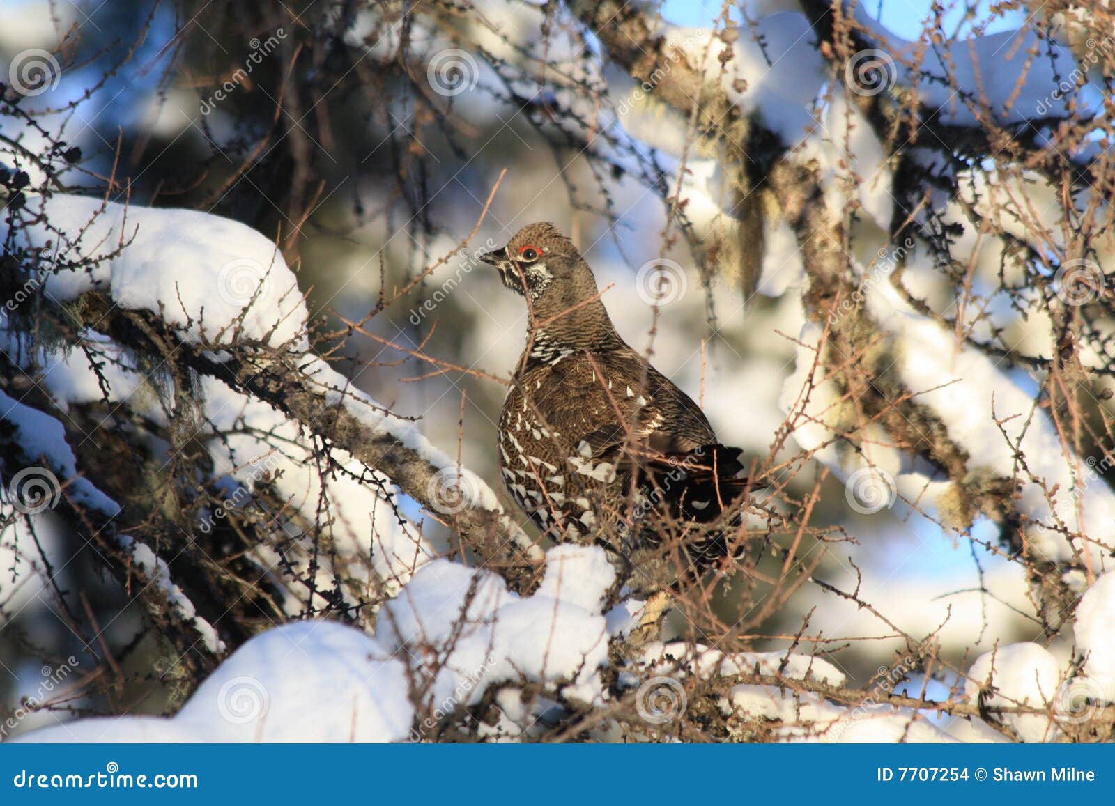 Spruce Grouse Perched in a Tamarack Stock Photo - Image of spruce, bird ...