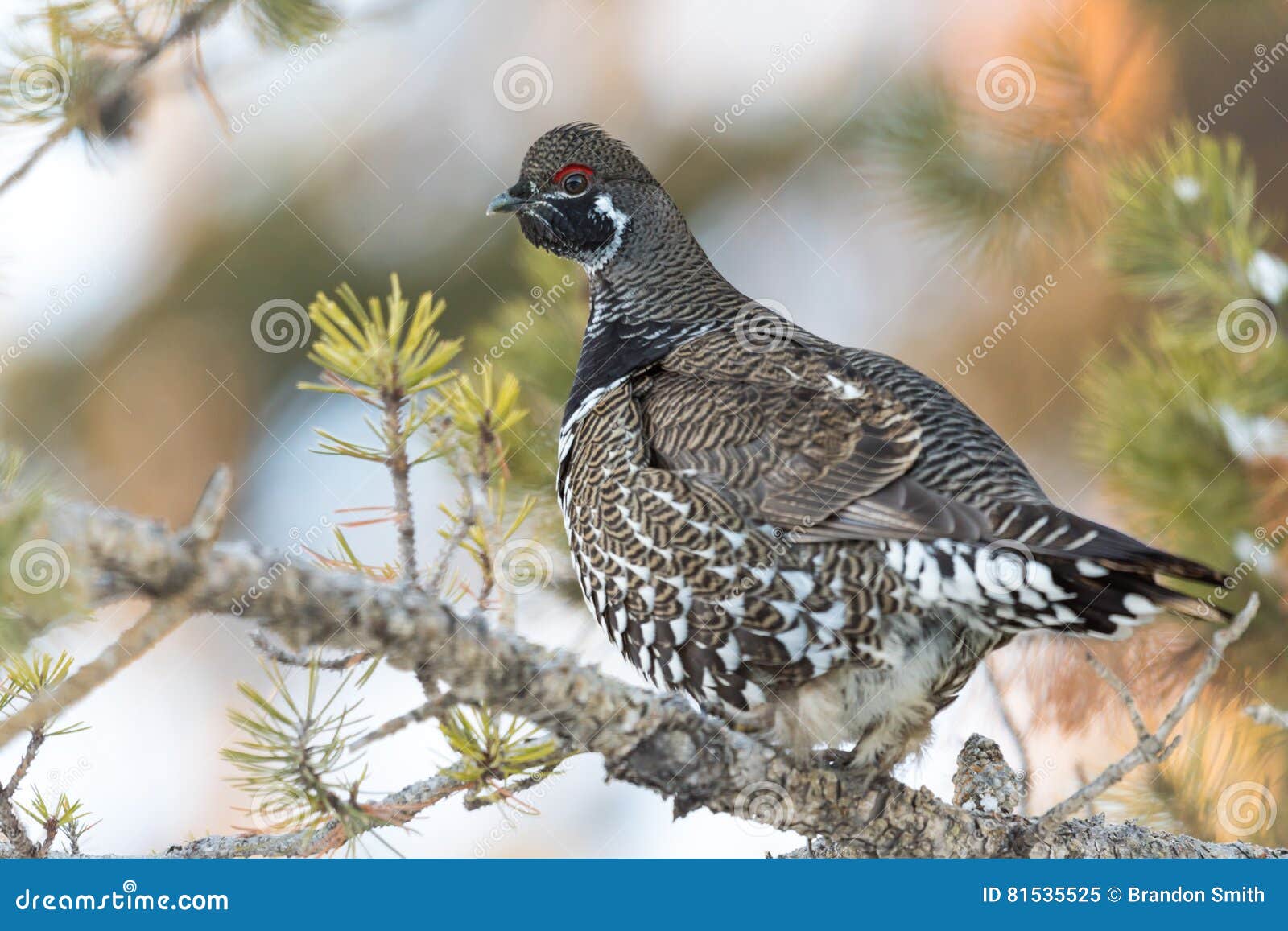 Spruce Grouse stock image. Image of wing, grouse, wild - 81535525