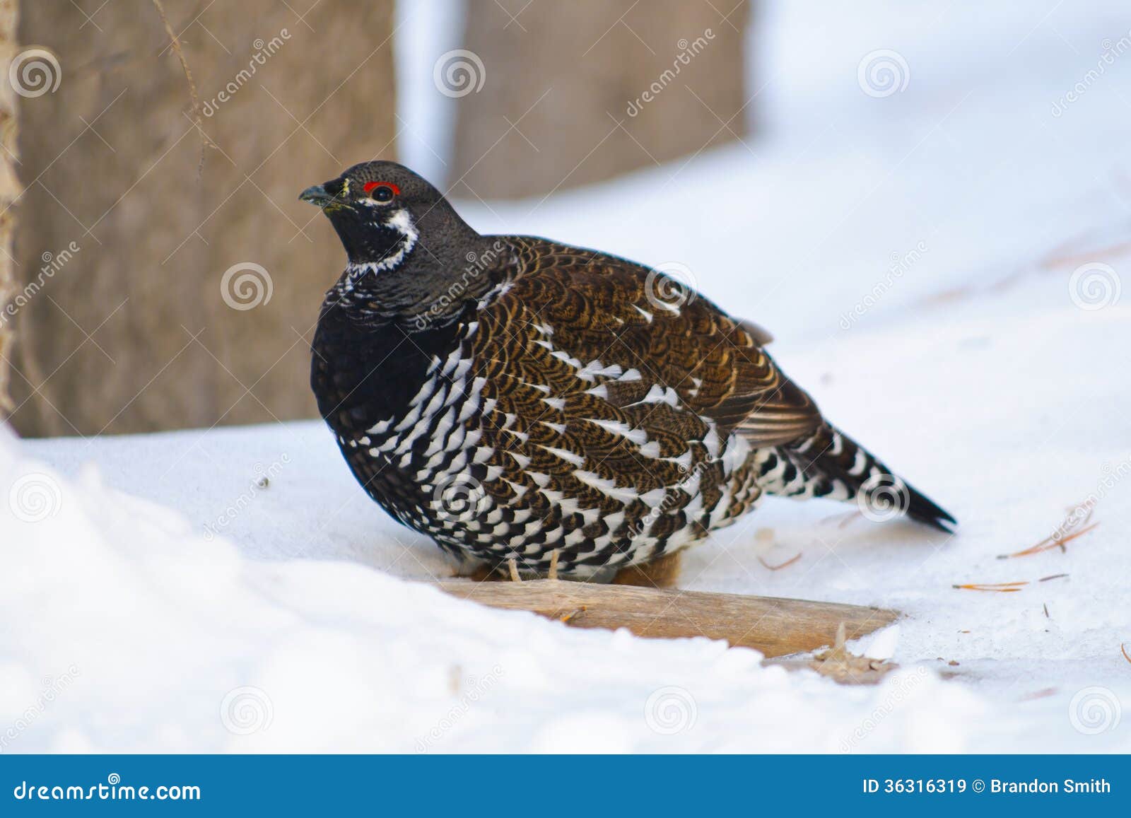 Spruce Grouse stock image. Image of bird, wild, gamebird - 36316319