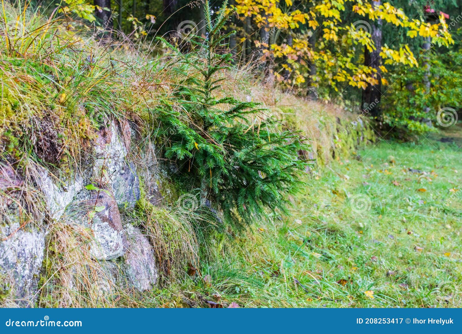 Spruce Growing from a Vertical Stone Wall Stock Image - Image of ...