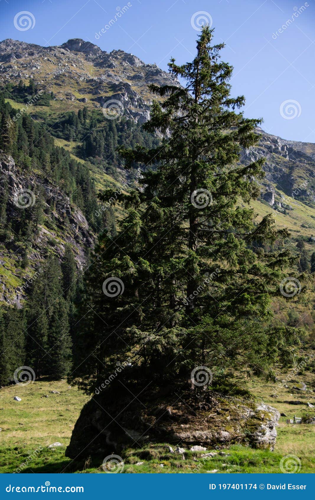 A Spruce Grows on a Large Rock Stock Photo - Image of forest, austria ...