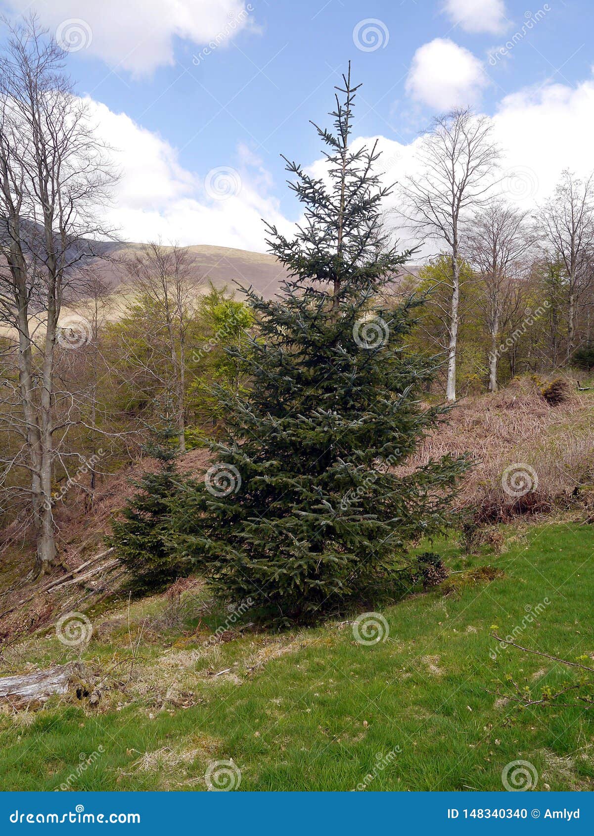 Spruce on hillside stock photo. Image of portrait, copse - 148340340