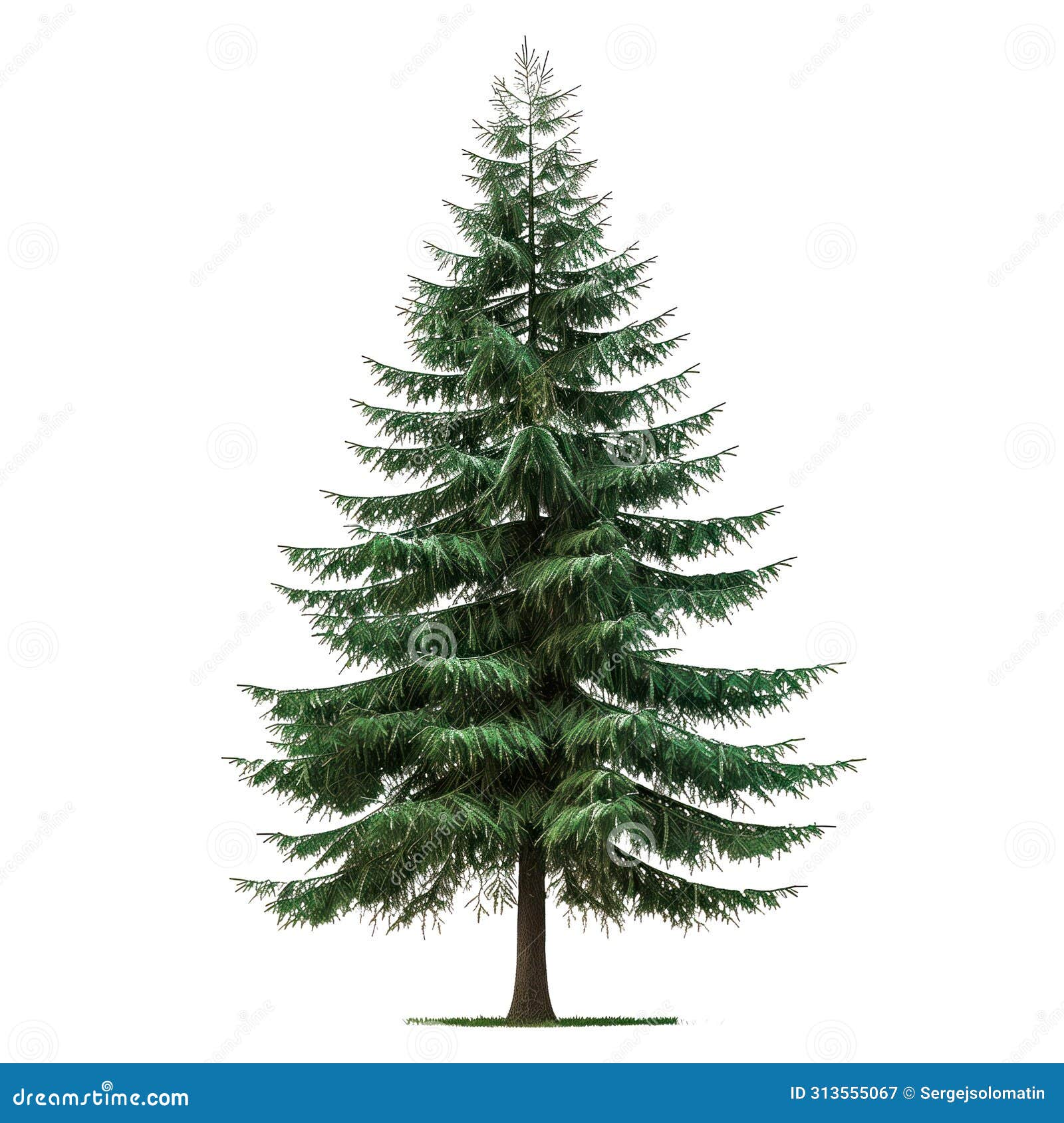 Spruce Isolated on a White or Transparent Background. Spruce Tree with ...