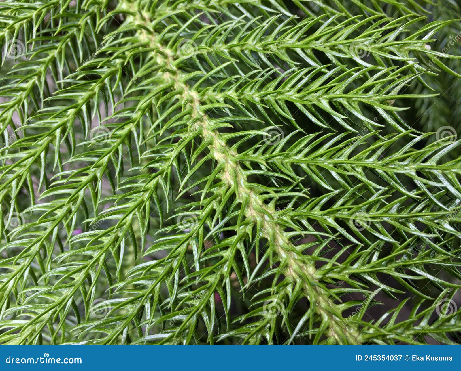 Spruce leaves stock image. Image of focused, detail - 245354037
