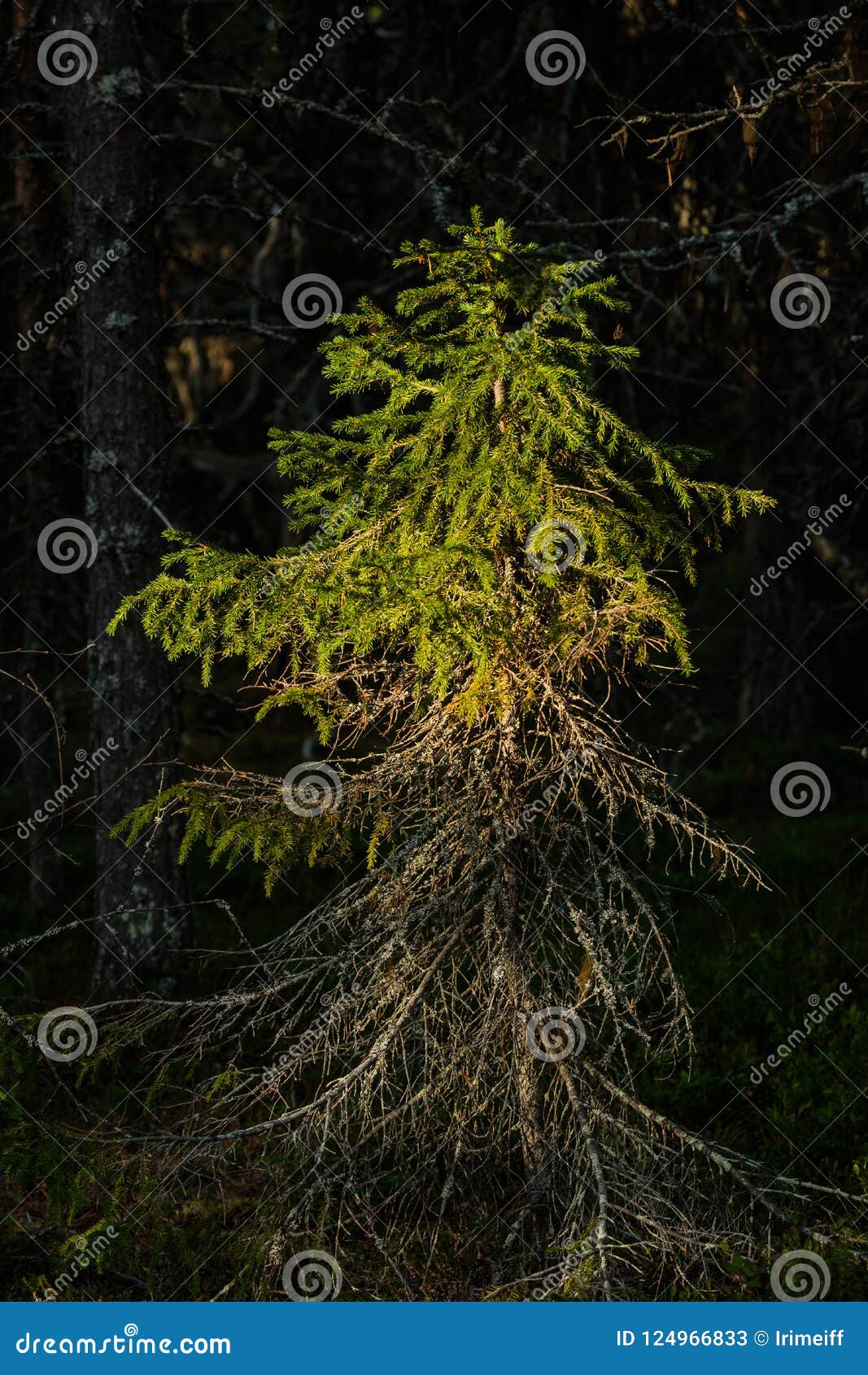 Spruce, Lighted by the Setting Sun in the Forest Stock Image - Image of ...