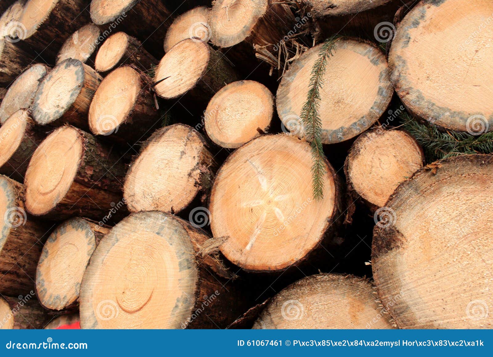 Spruce logs in the forest stock image. Image of background - 61067461