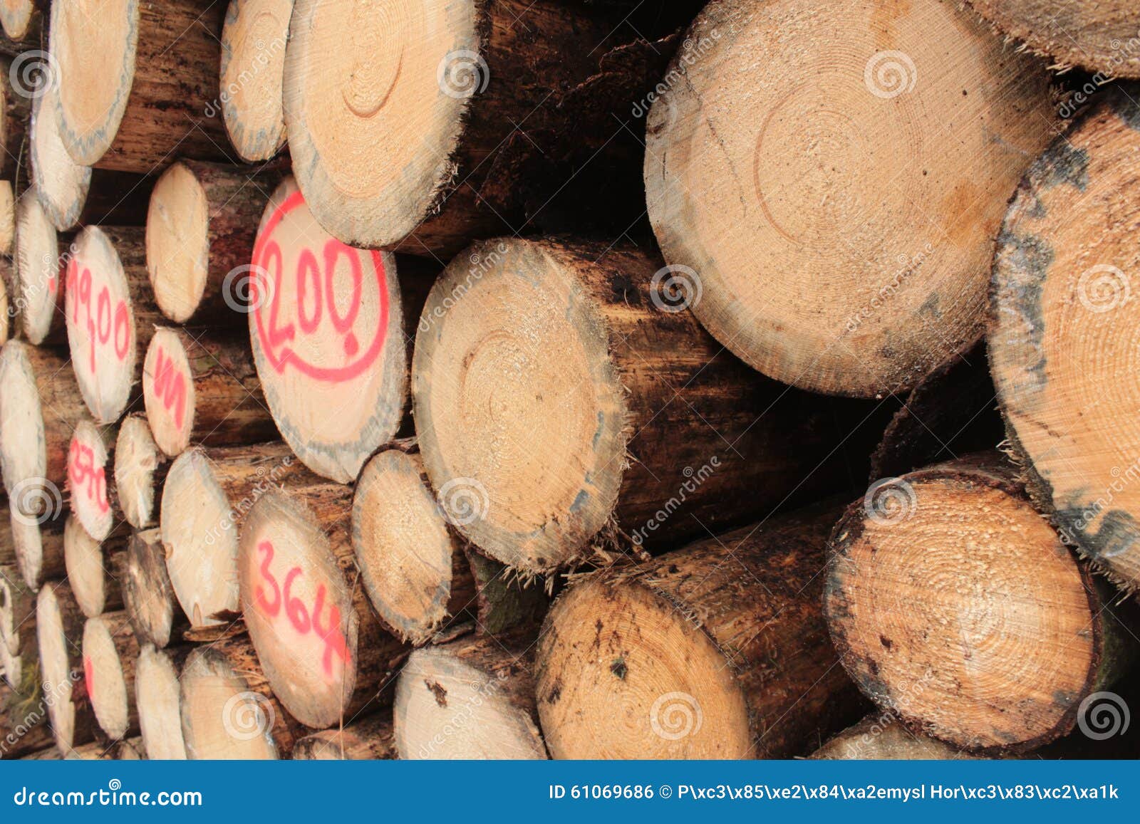 Spruce logs in the forest stock photo. Image of energy - 61069686