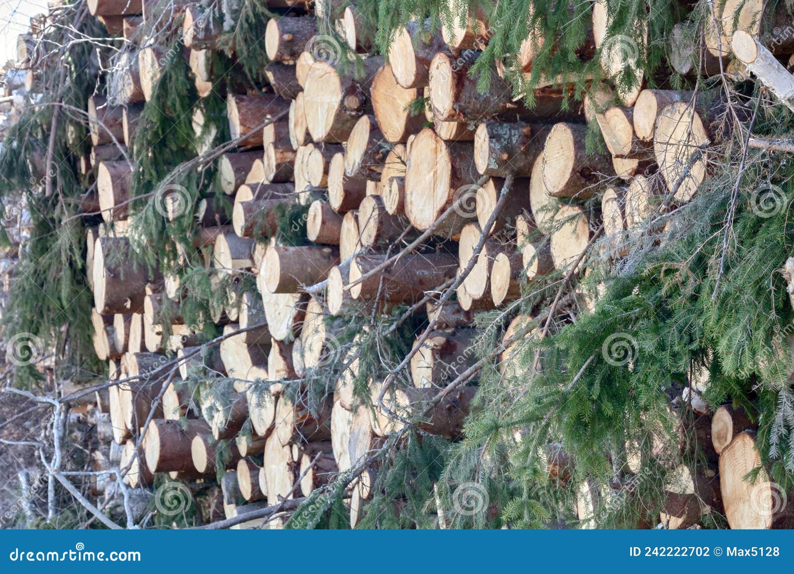 Spruce logs stock photo. Image of harvest, cutover, company - 242222702