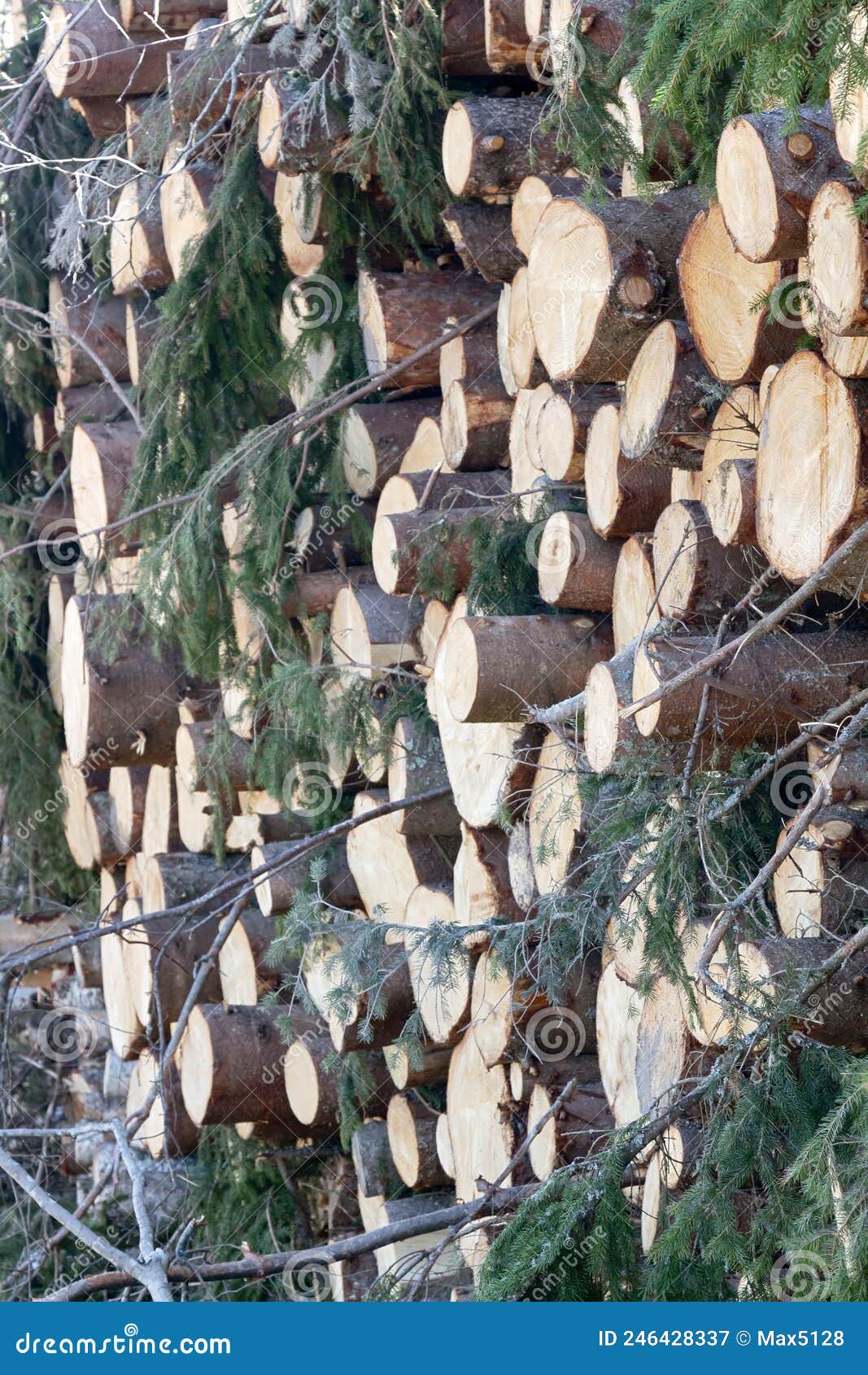 Spruce logs stock image. Image of beam, drift, coupe - 246428337