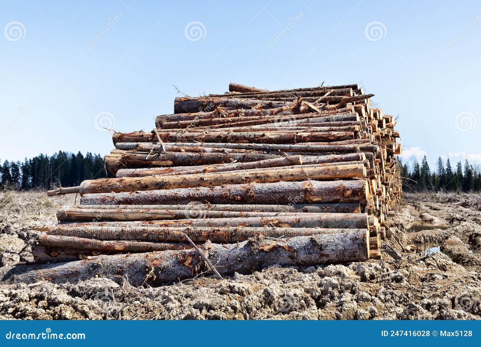 Spruce logs stock photo. Image of blueberry, unit, beam - 247416028