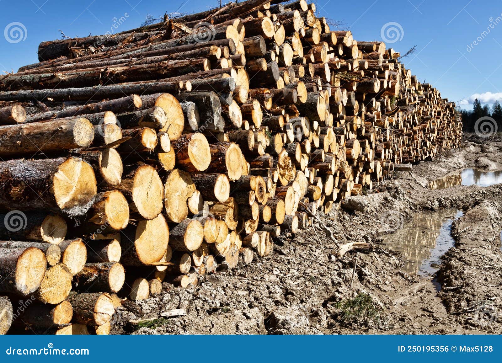 Spruce logs stock photo. Image of coniferous, liquidation - 250195356