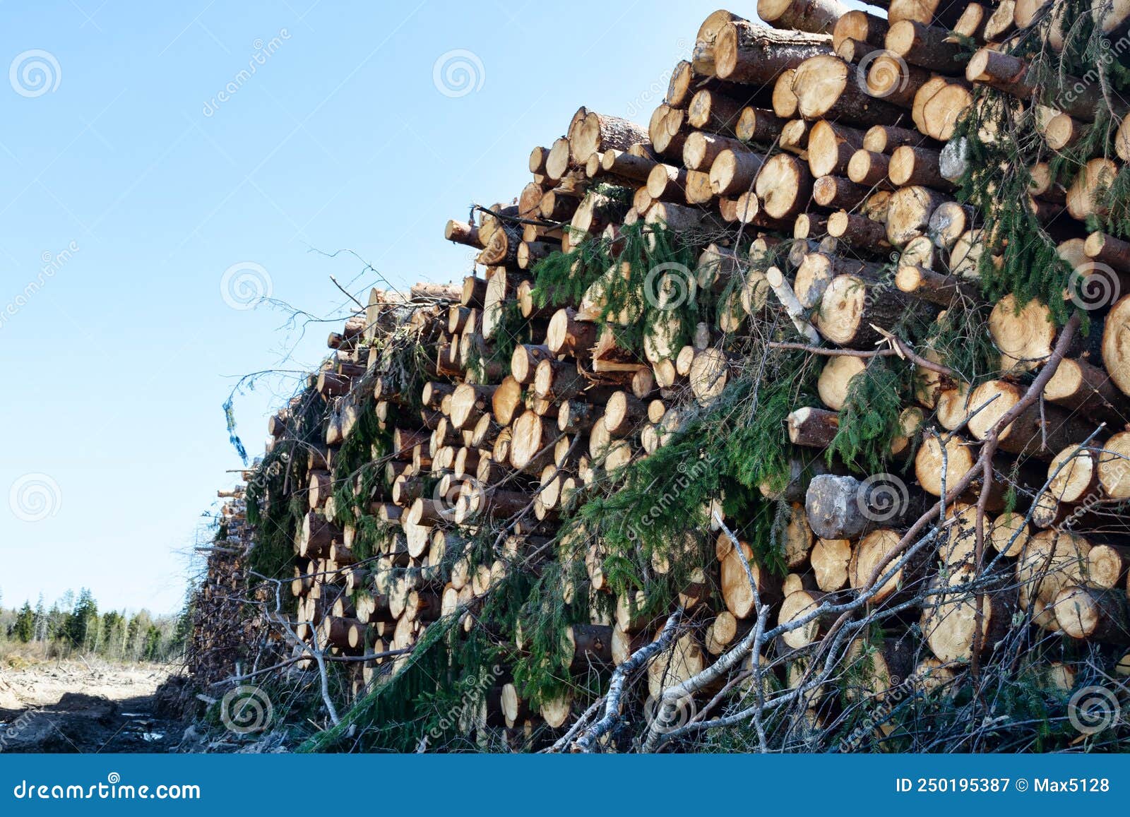 Spruce logs stock image. Image of harvest, boreal, liquidation - 250195387