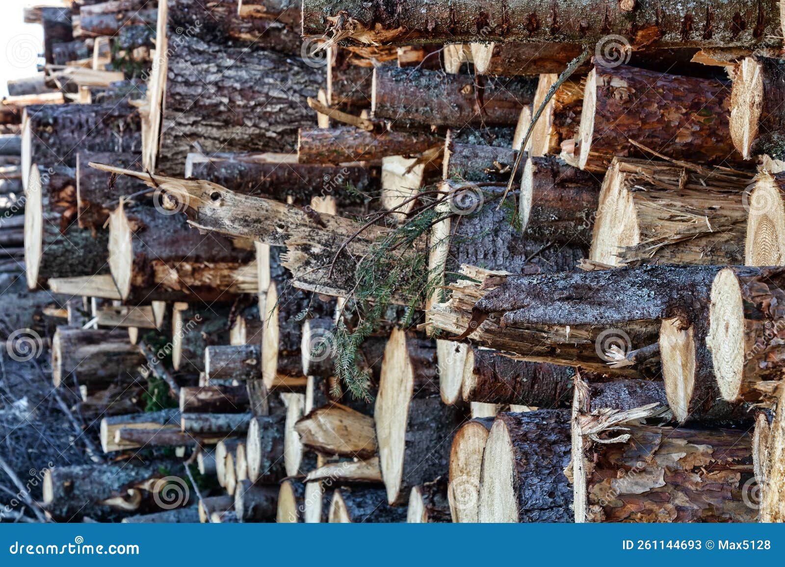 Spruce logs stock image. Image of forestry, logs, forest - 261144693
