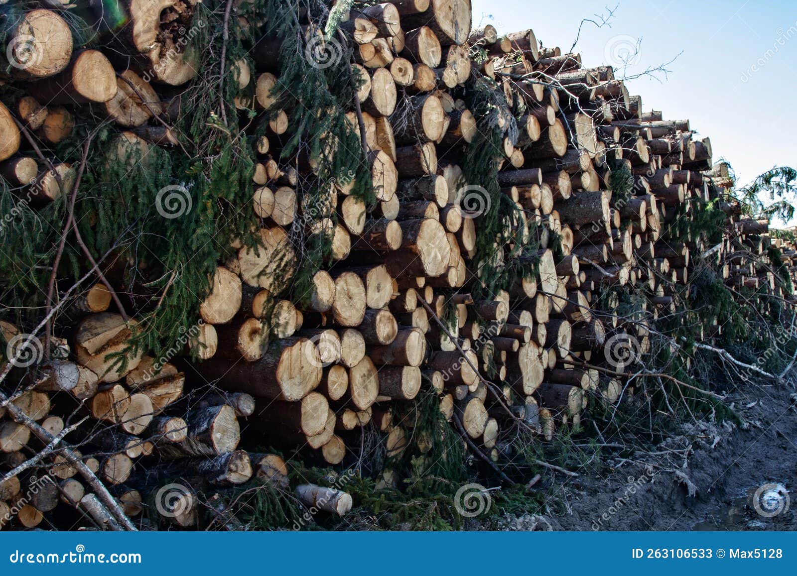 Spruce logs stock image. Image of wood, blueberry, site - 263106533