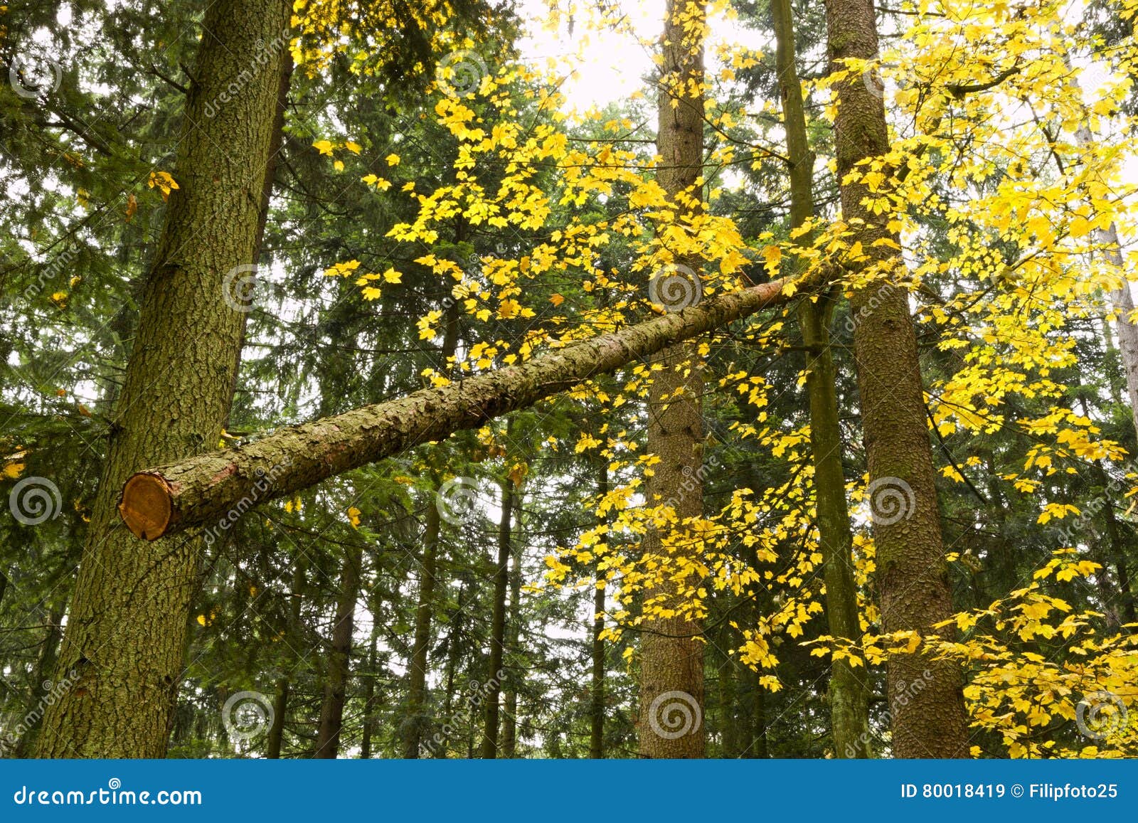 Spruce and Maple Trees in Fall Stock Image - Image of fall, gold: 80018419