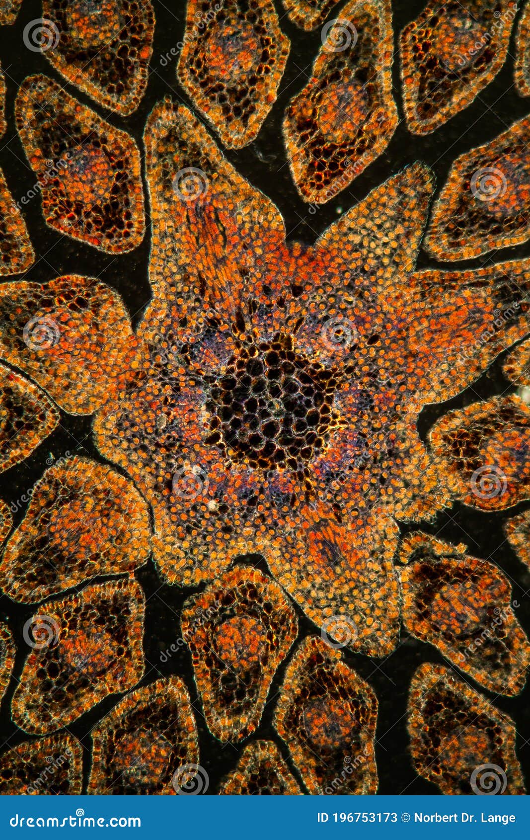 Spruce Needle in Cross Section Stock Image - Image of spruce ...