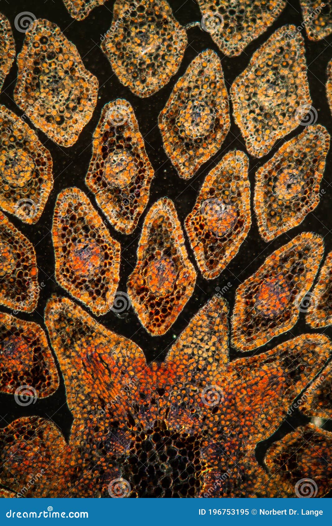 Spruce Needle in Cross Section Stock Image - Image of water, growth ...