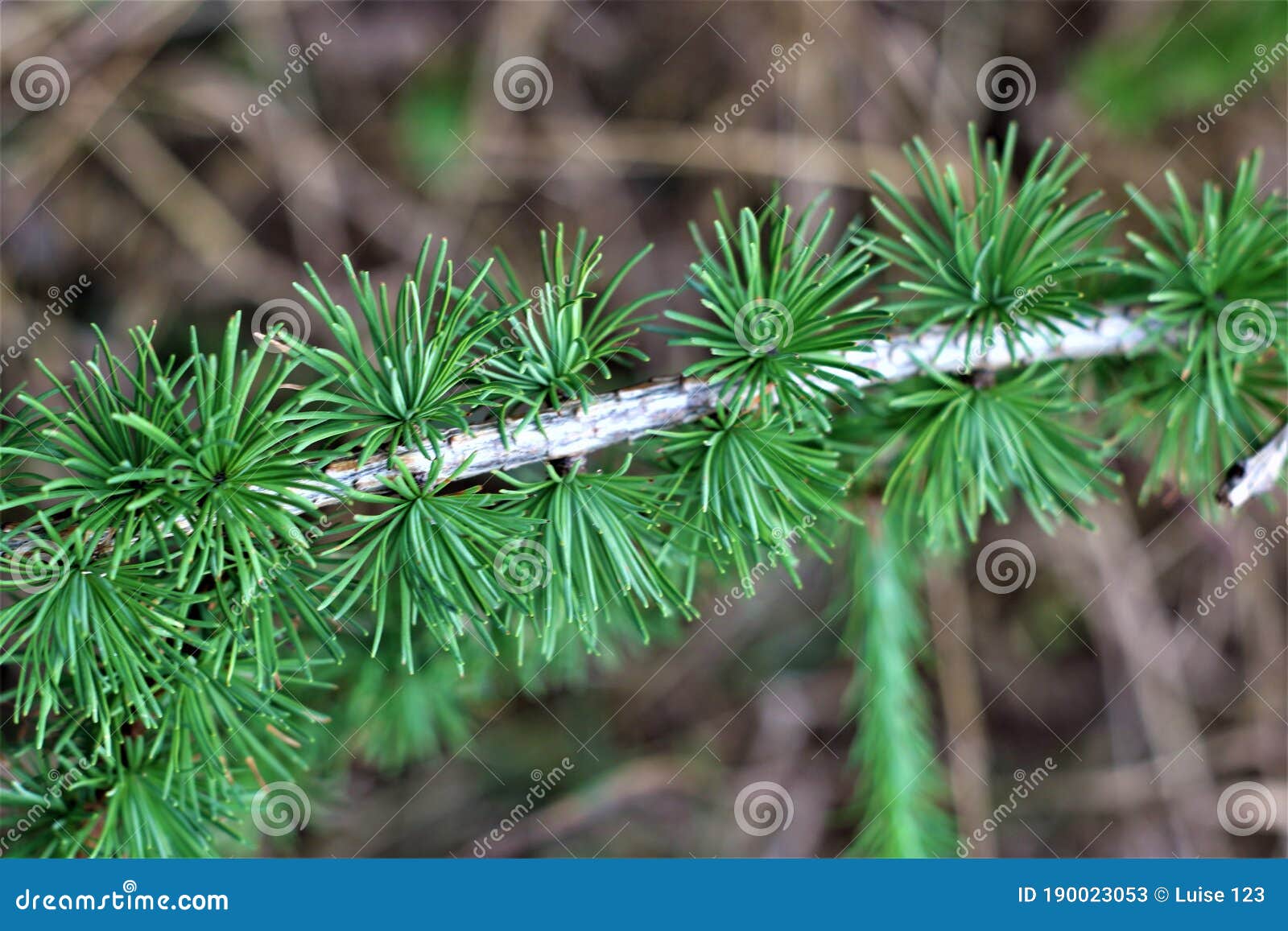 Spruce Needles on the Branch As a Close-up Stock Image - Image of ...