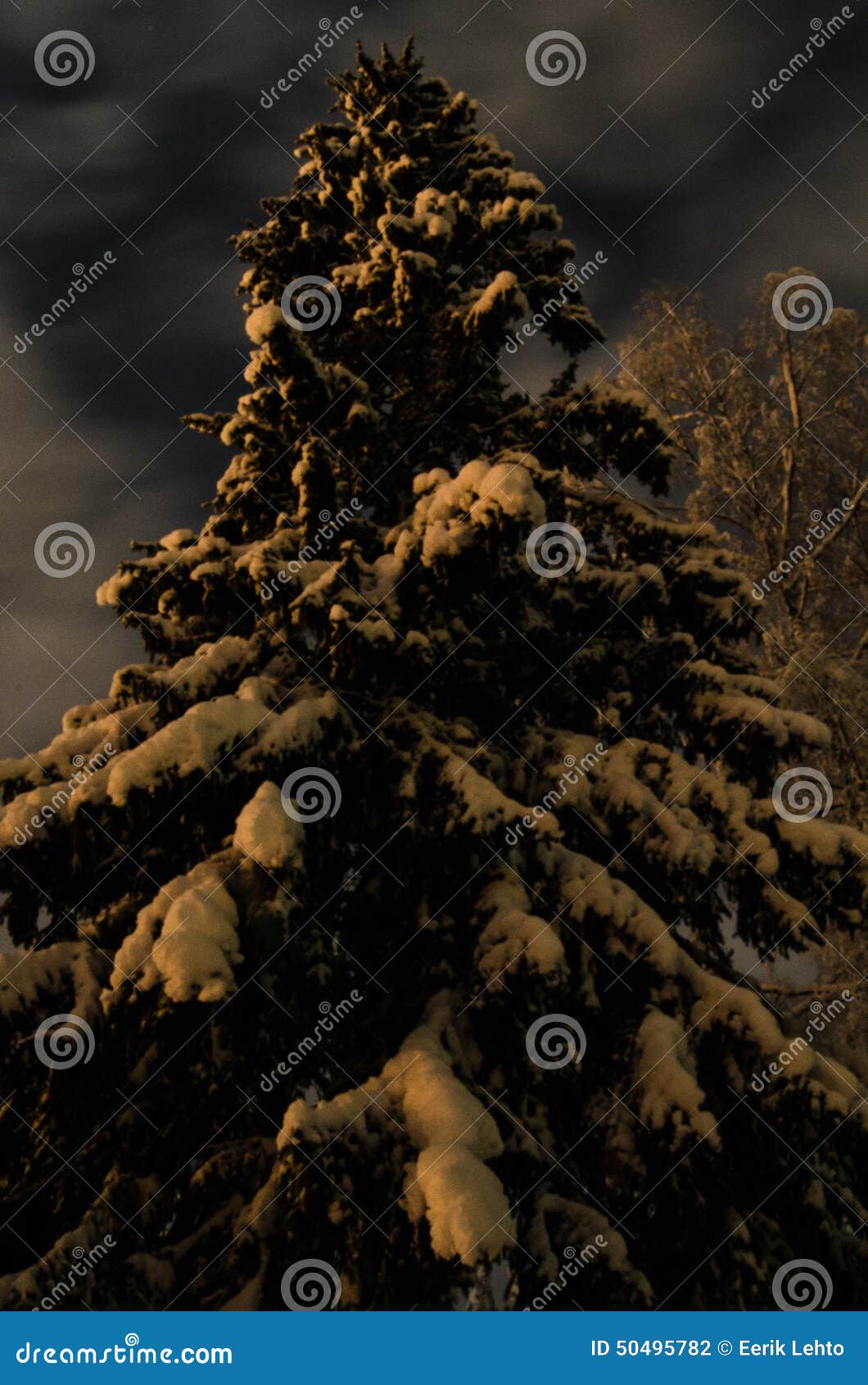 Spruce at night stock photo. Image of dramatic, night - 50495782