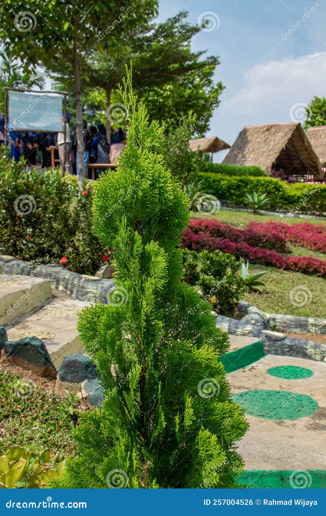 Spruce Ornamental Plants in the Garden Stock Photo - Image of backyard ...