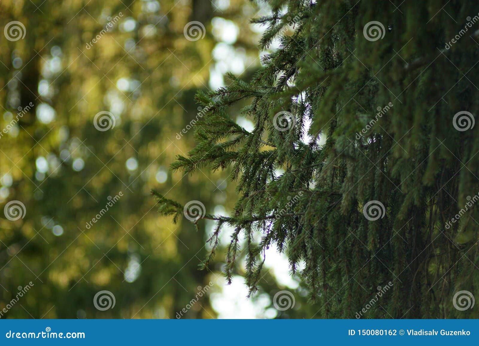 Spruce Park in the Summer at Sunset Stock Photo - Image of garden ...