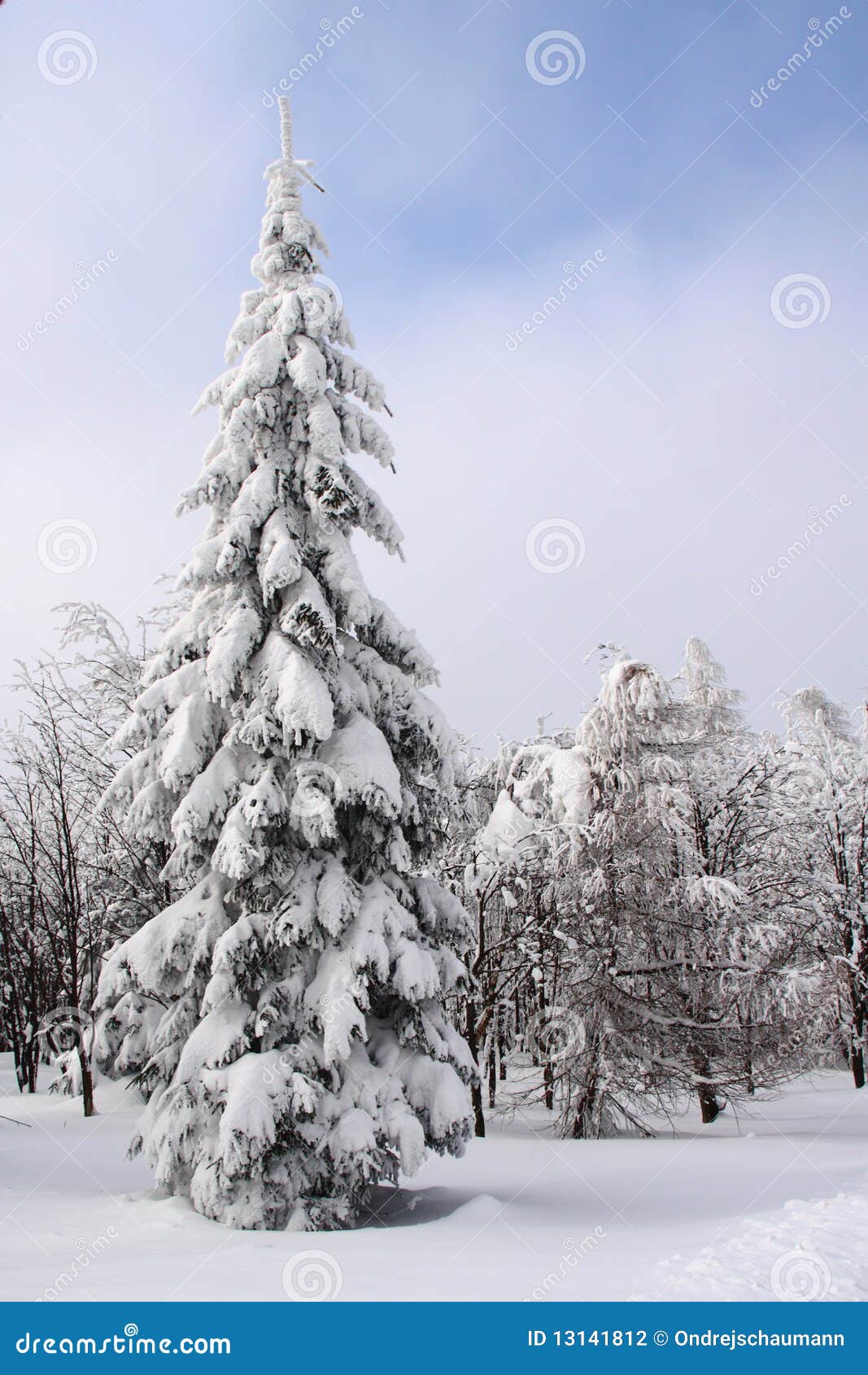 Spruce pelled in snow stock photo. Image of white, branch - 13141812