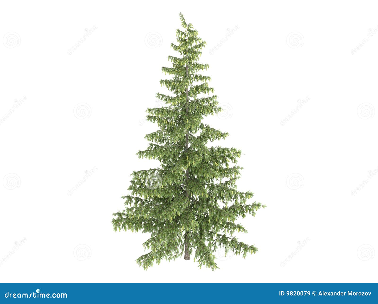 Spruce_(Picea) stock illustration. Illustration of isolated - 9820079